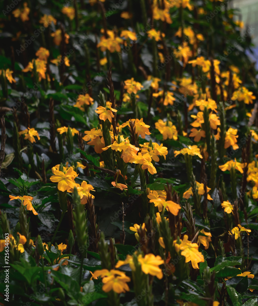 Crossandra infundibuliformis is a genus of Crossandra plants. This ...