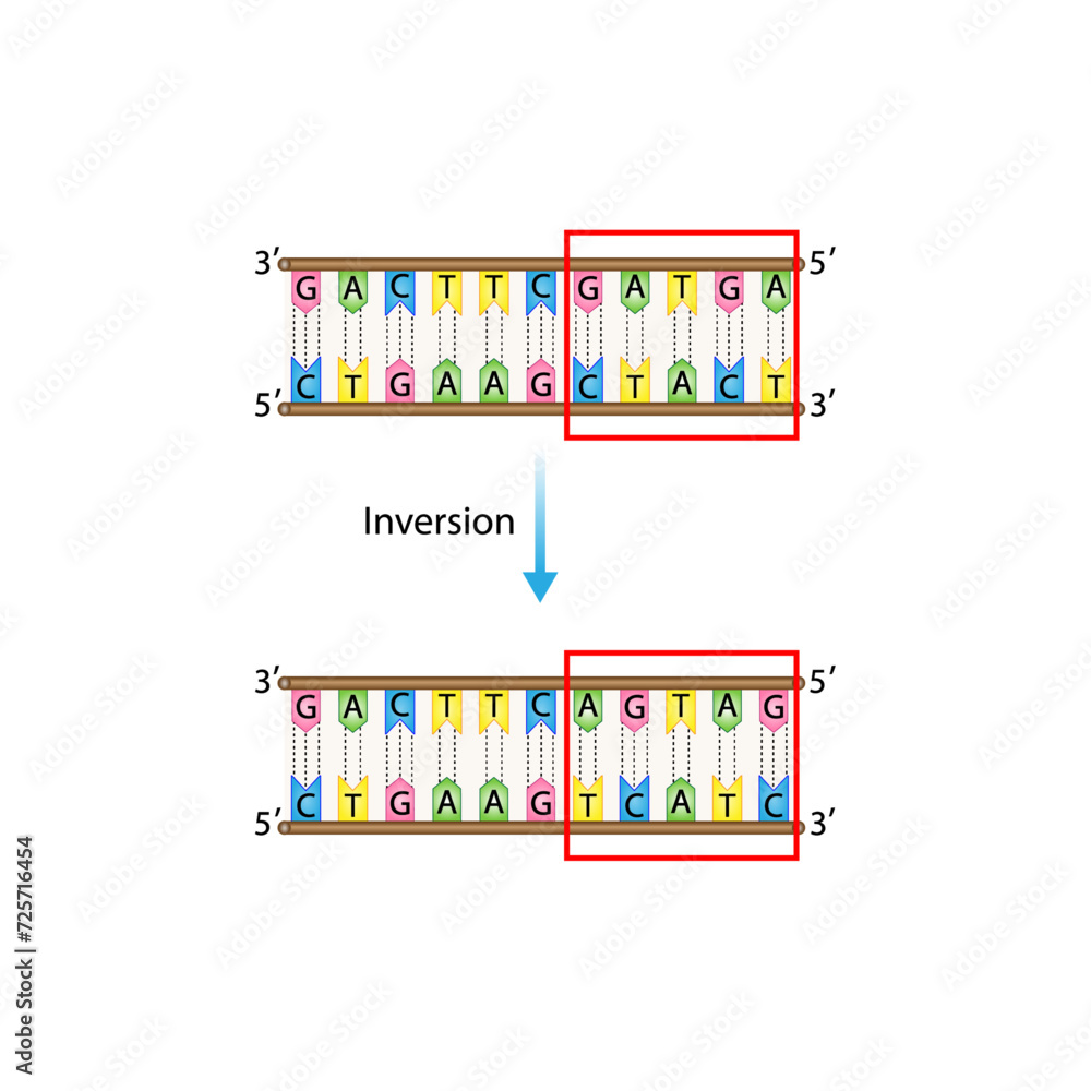 Vetor de Inversion mutation, section of DNA Genomics breaks away from a ...