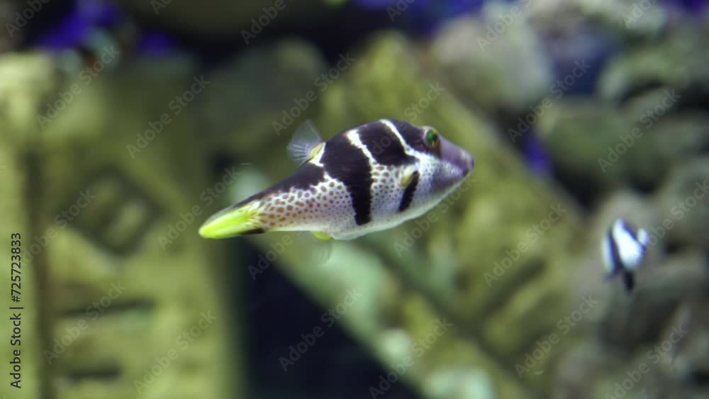 Spotted Puffer Fish Swimming Gracefully in a Vibrant Aquarium Habitat ...