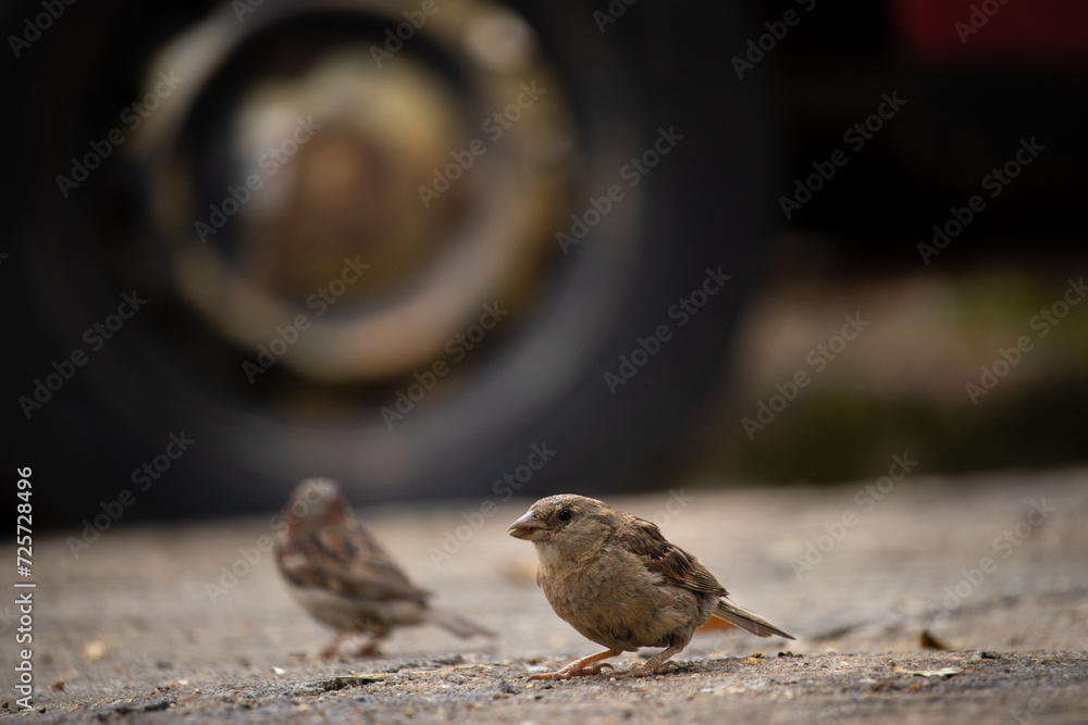 passer. Passer is a genus in the family Passeridae, also known as ...