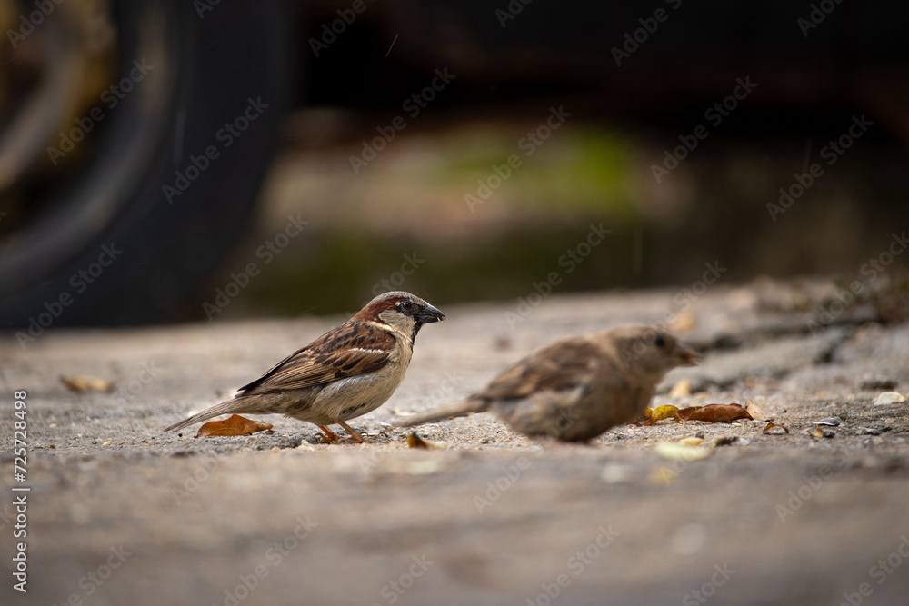 passer. Passer is a genus in the family Passeridae, also known as ...