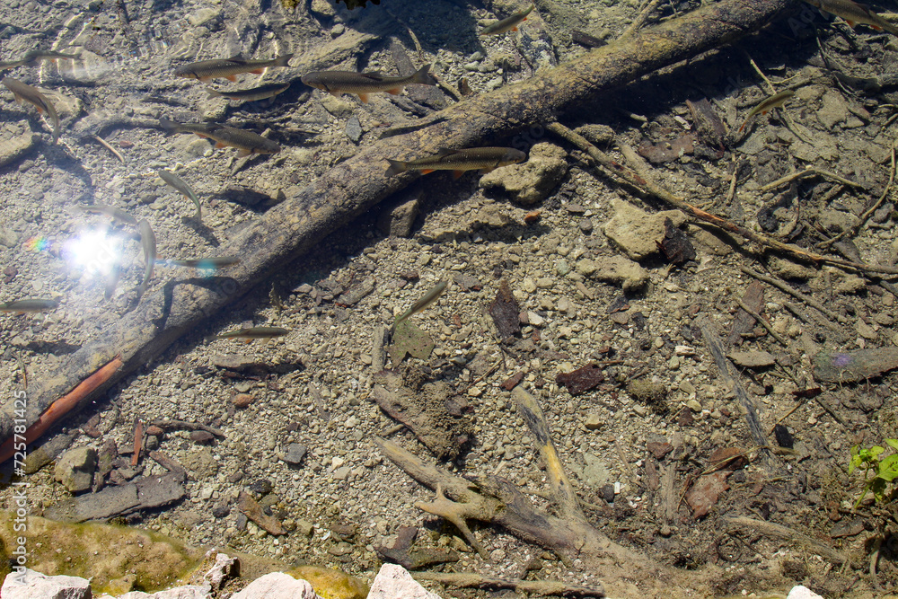 Crystal Clear Water Of Lake. Underwater Lake Bottom. Underwater Trees ...