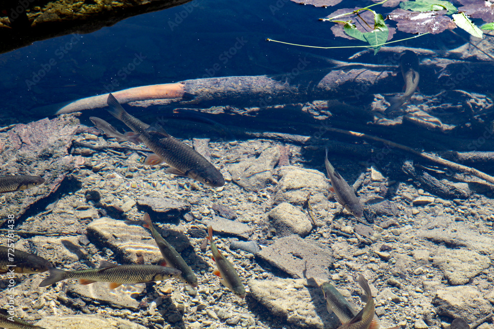 Crystal Clear Water Of Lake. Underwater Lake Bottom. Underwater Trees ...