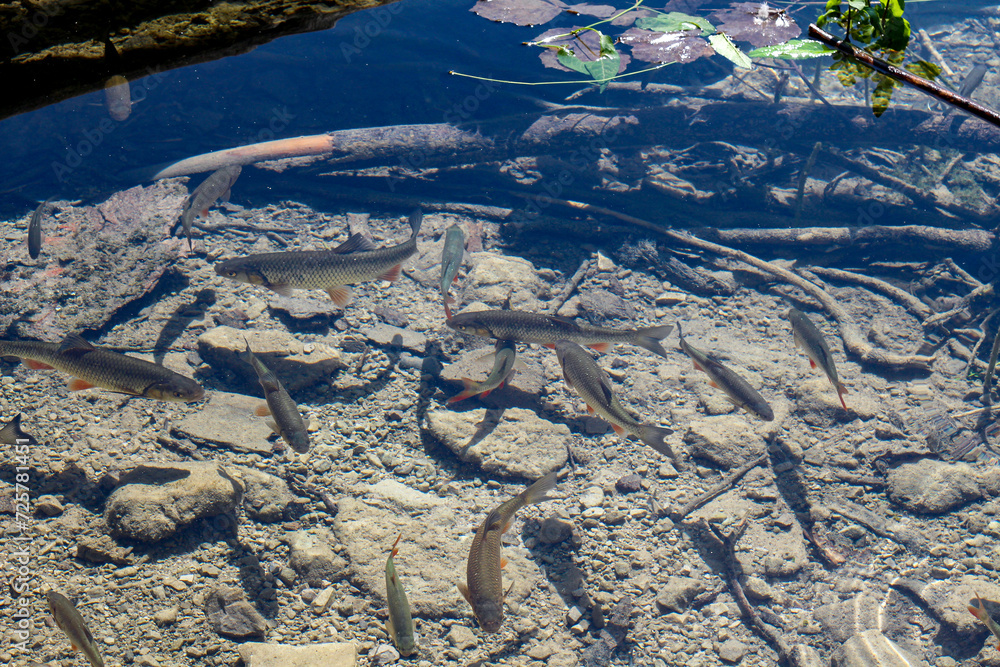 Crystal Clear Water Of Lake. Underwater Lake Bottom. Underwater Trees ...