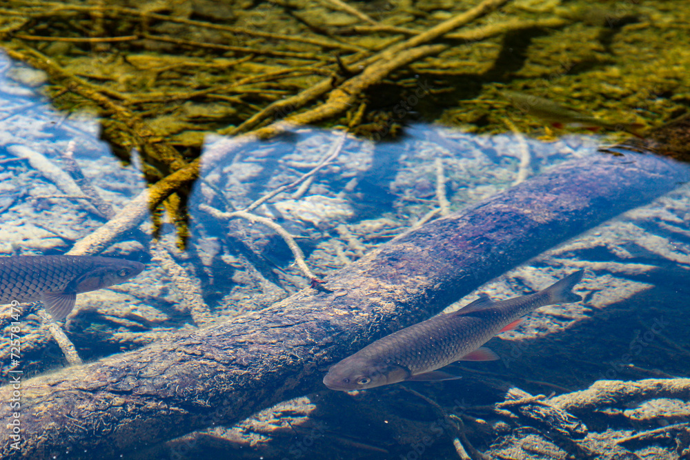 Crystal Clear Water Of Lake. Underwater Lake Bottom. Underwater Trees ...