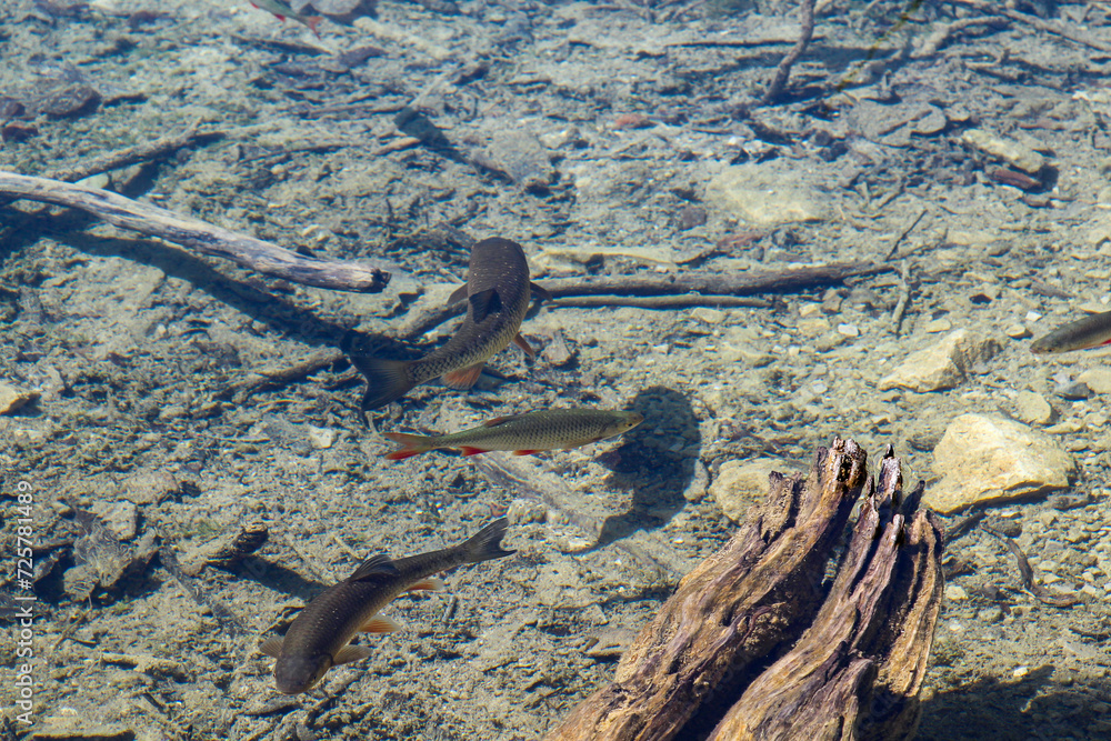 Crystal Clear Water Of Lake. Underwater Lake Bottom. Underwater Trees ...