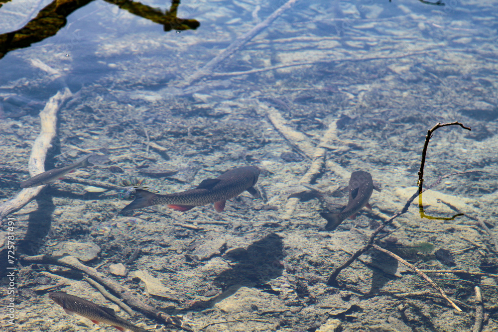 Crystal Clear Water Of Lake. Underwater Lake Bottom. Underwater Trees ...
