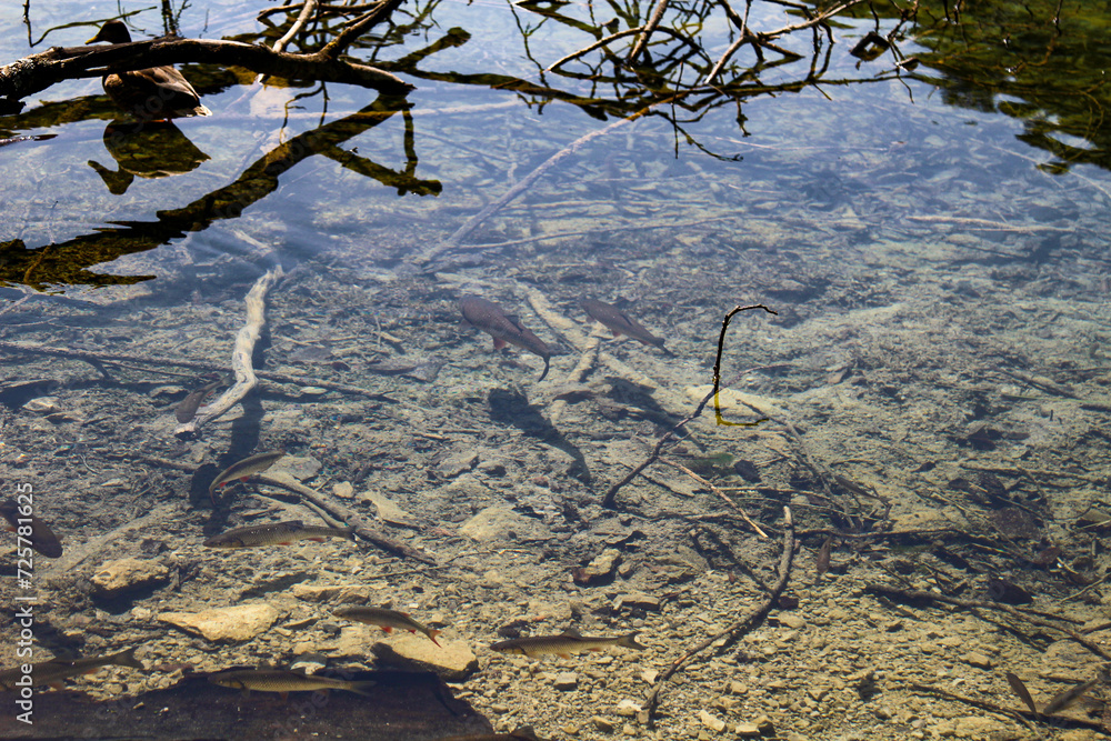 Crystal Clear Water Of Lake. Underwater Lake Bottom. Underwater Trees ...