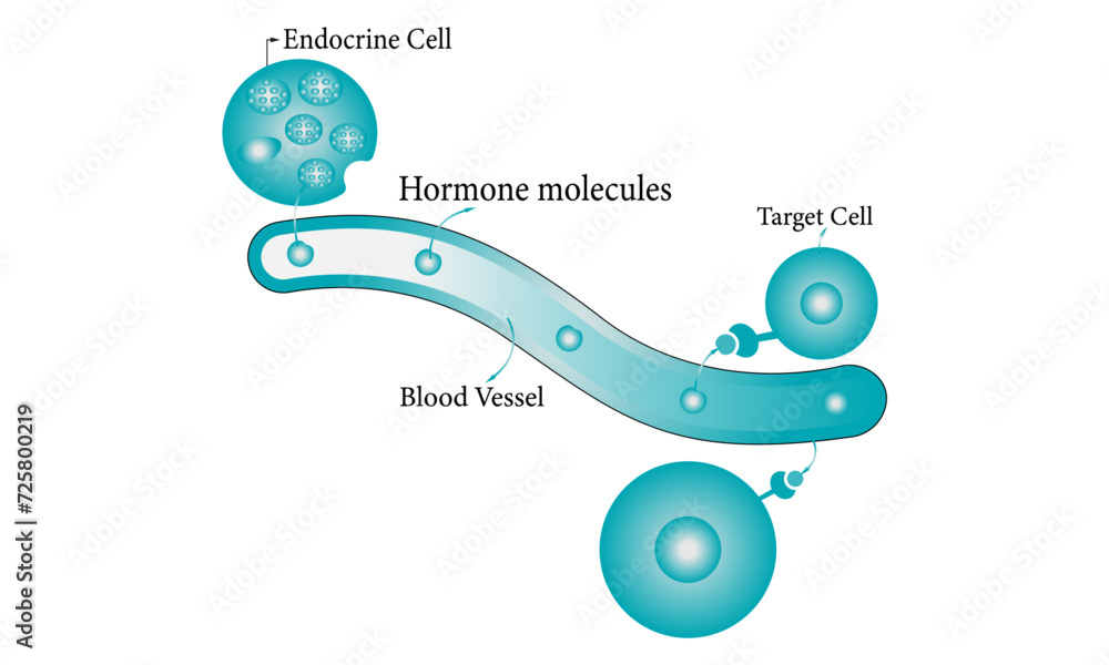 Endocrine Science Diagram 100% vector illustration design.Endocrine ...