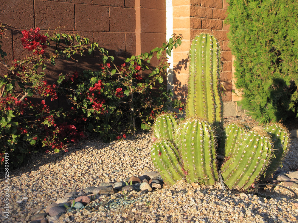 Argentine Giant Cactus or Echinopsis candicanslow-to-ground branching ...