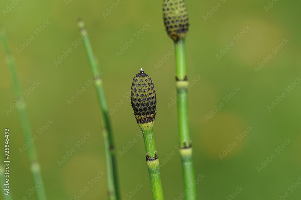 Close up strobilus, top, bud of Equisetum Hyemale, Equisetum japonica, Dutch Rush, Rough ...