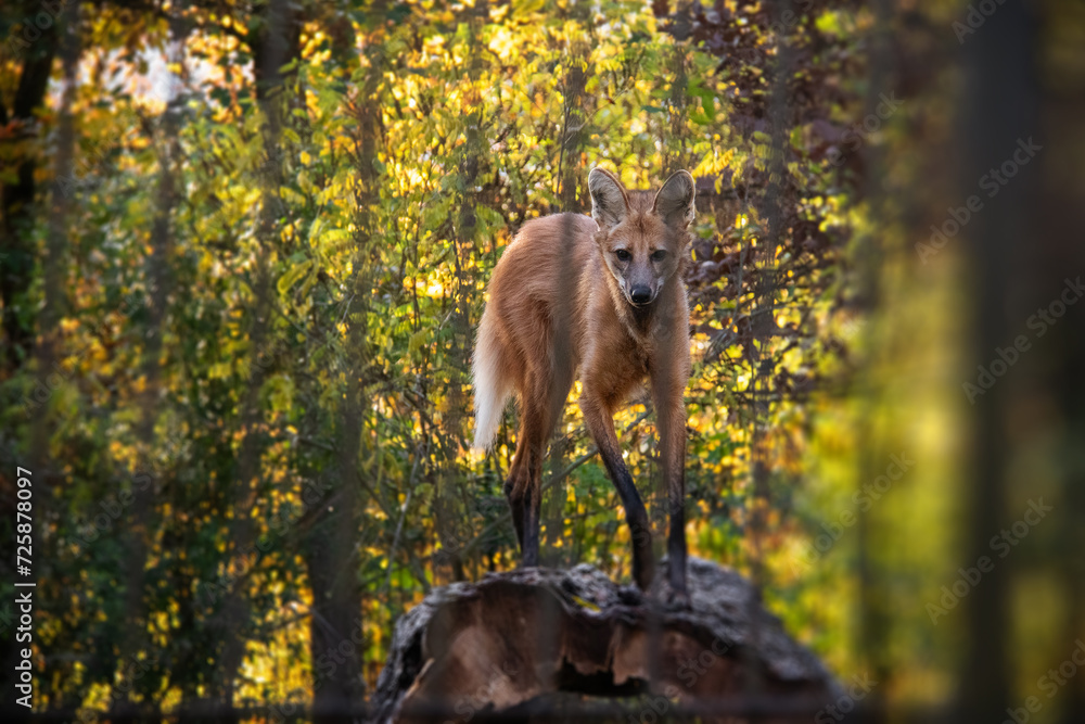 An autumnal photo of maned wolf behind a fence. Also known as ...