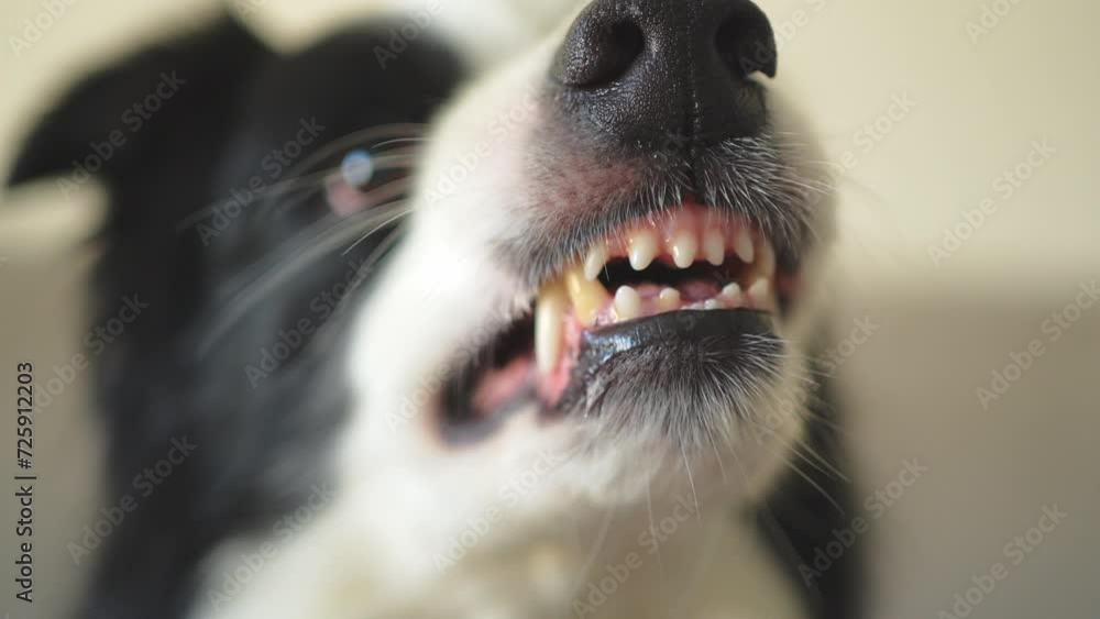 Dangerous angry dog. Aggressive puppy dog border collie baring teeth ...