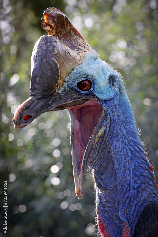 Poster Southern cassowary (Casuarius casuarius), also known as double ...