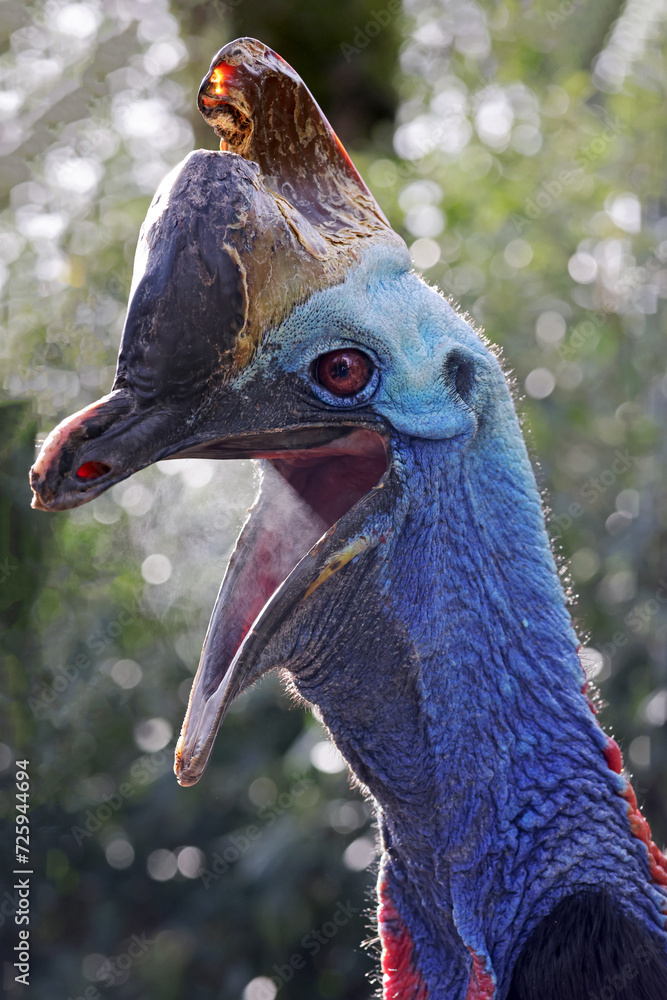 Poster Southern cassowary (Casuarius casuarius), also known as double ...