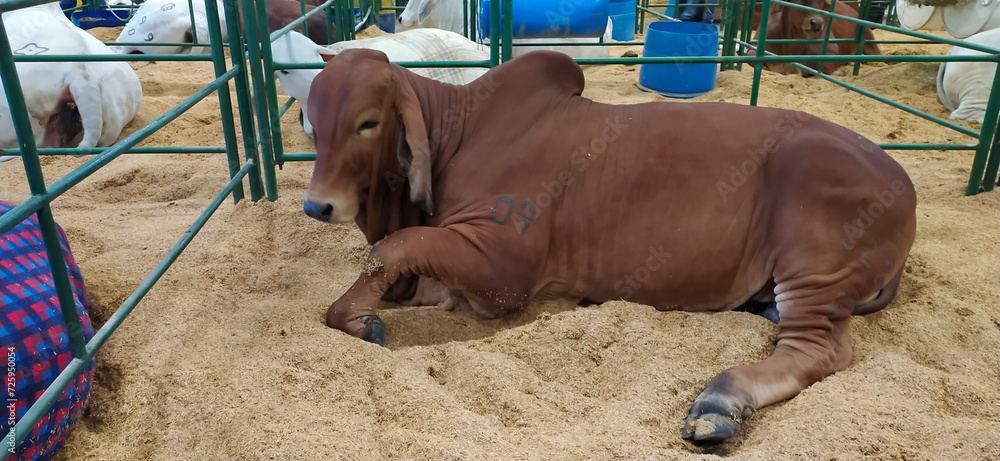 Vaca ganado bovino en una feria, toro, vaca acostada Stock Photo ...