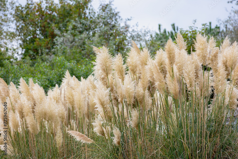 Selective focus of white cream fluffy flower of Pampas grass in the ...