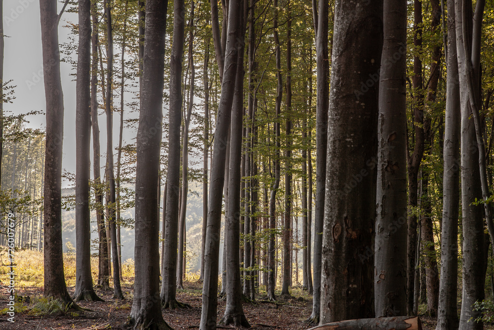 Panorama of tree trunks in a forest by croatian logging camp a lumber site in Papuk natural park ...
