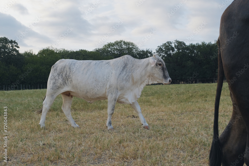 Brahman cattle on Texas ranch in pasture during dry summer. Stock Photo ...