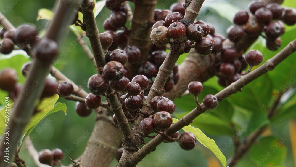 The fruit of ficus sp. Ficus is a genus of about 850 species of woody trees, shrubs, vines ...