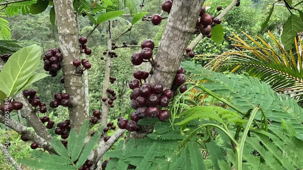 The fruit of ficus sp. Ficus is a genus of about 850 species of woody ...
