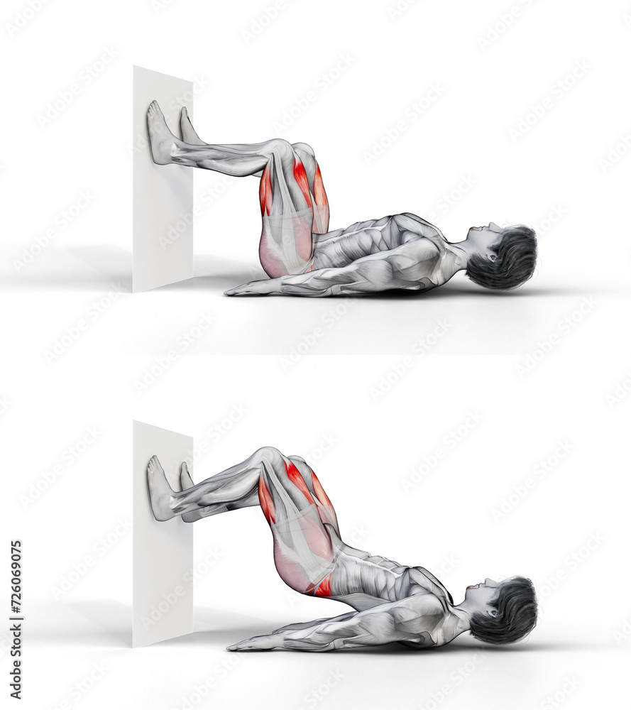 922 Glute Bridge against Wall. 3D Anatomy of fitness and bodybuilding ...