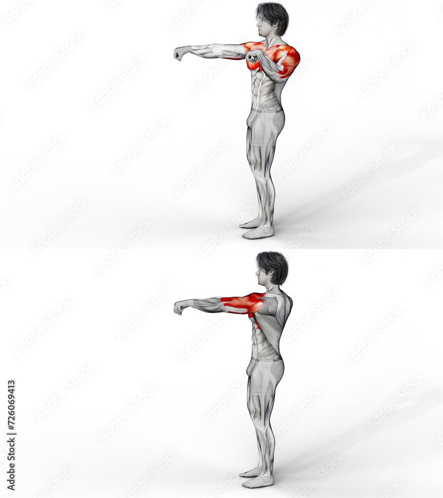 916 Punching. 3D Anatomy of fitness and bodybuilding. An outstanding ...