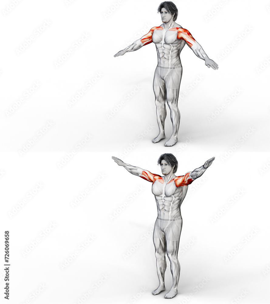 911 Standing Flys. 3D Anatomy of fitness and bodybuilding. An ...