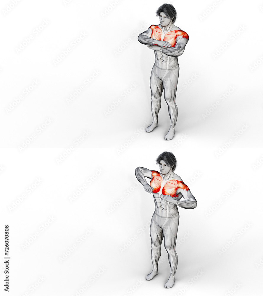 890 Diagonal opens. 3D Anatomy of fitness and bodybuilding. An ...