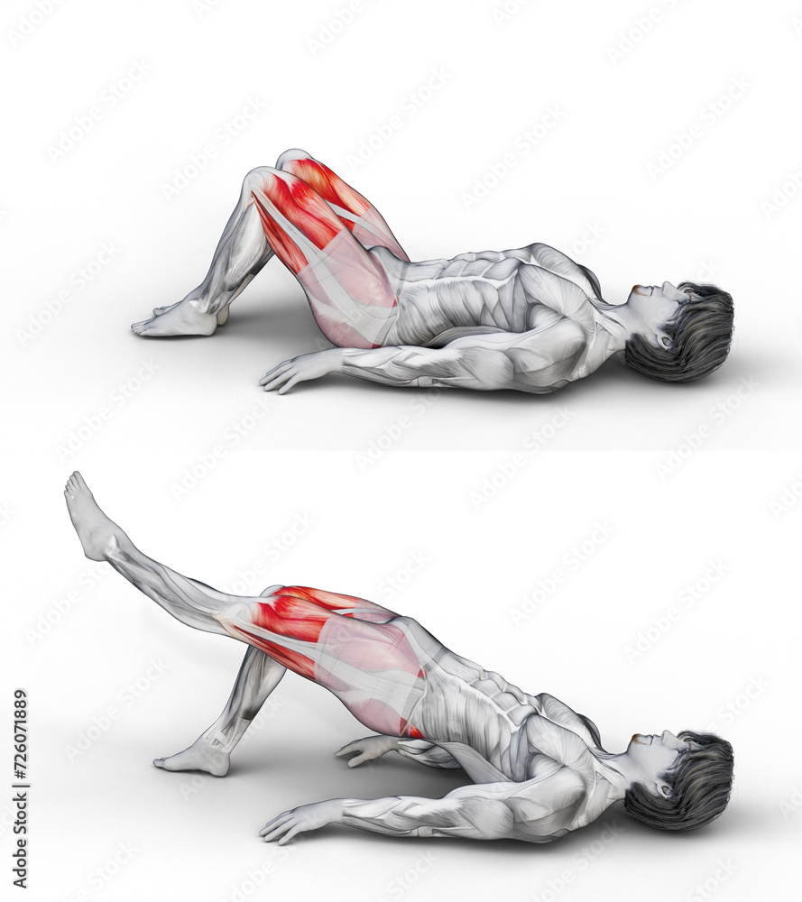 866 Glute Bridge Hold with Kick. 3D Anatomy of fitness and bodybuilding ...