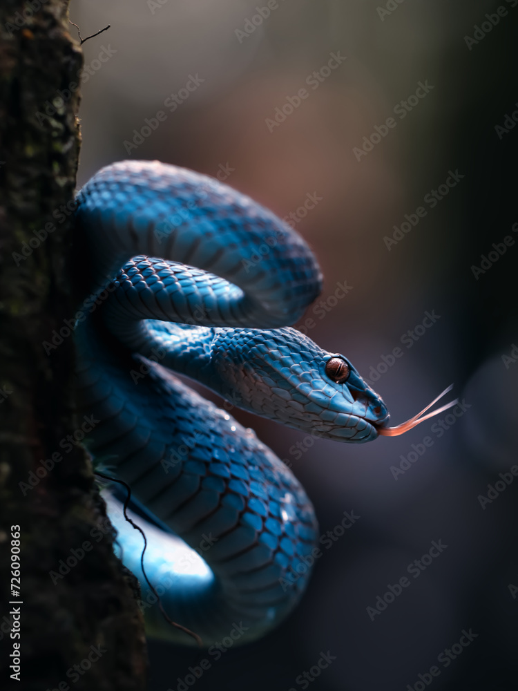 Trimeresurus Insularis or Blue Pit Viper usually founded in Indonesia ...