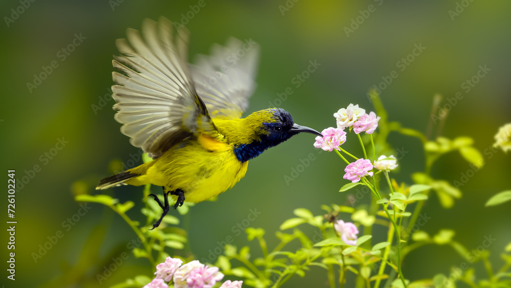 Flying Cinnyris jugularis or Sriganti sunbird is Indonesian endemic, a ...