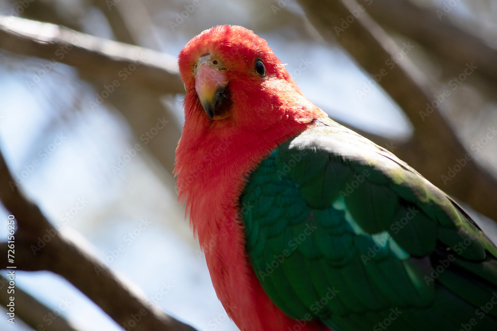 The Australian king parrot has a red belly and a green back, with green ...