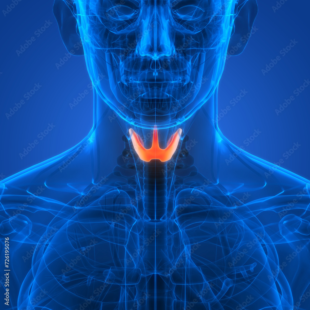 Human Body Glands Thyroid Gland Anatomy Stock Illustration | Adobe Stock