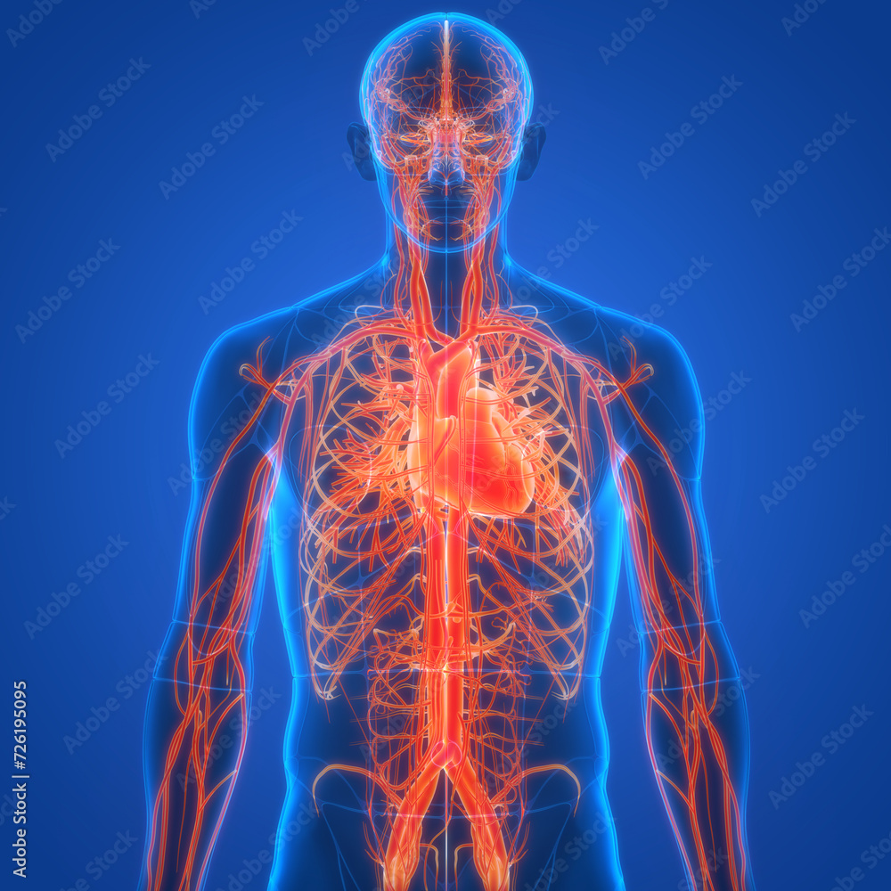 Human Circulatory System Heart Anatomy Stock Illustration | Adobe Stock