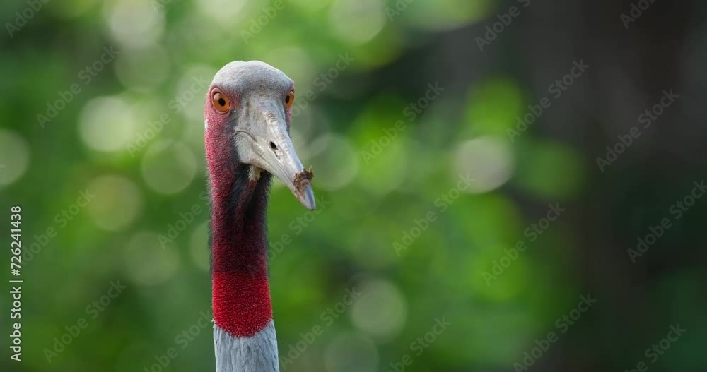 Facing to the right and turns its head to face the camera, Eastern ...