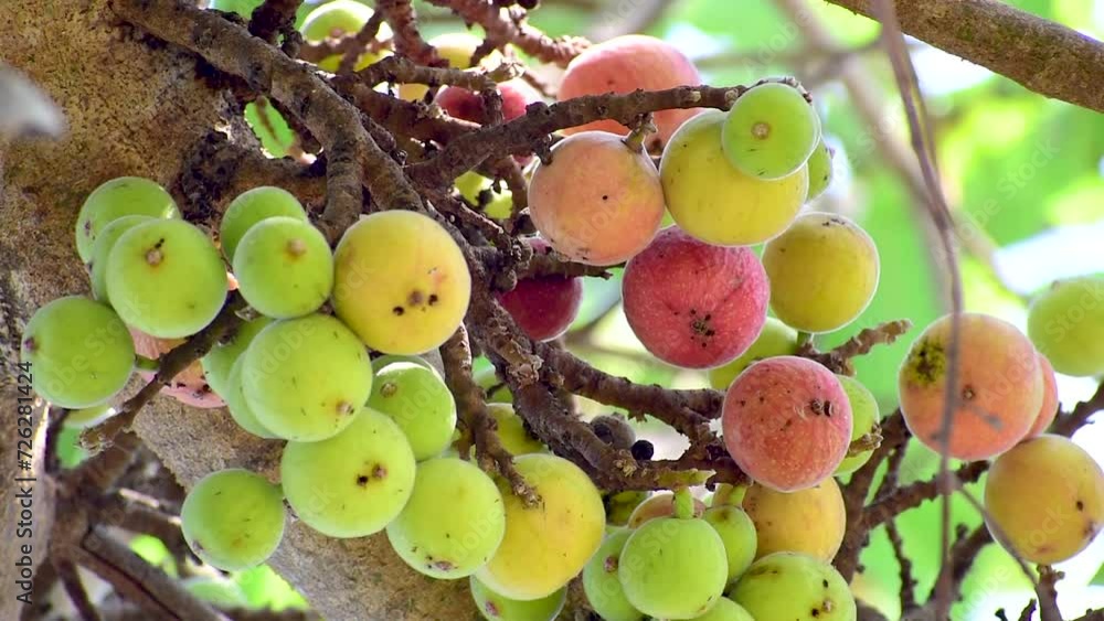 Ficus Racemosa, one of genus ficus fruit. Popularly known as the ...