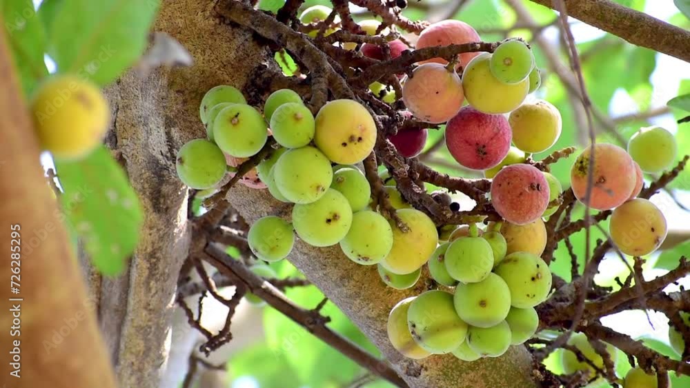 Ficus Racemosa, one of genus ficus fruit. Popularly known as the ...