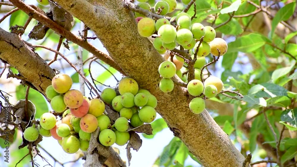 Ficus Racemosa, one of genus ficus fruit. Popularly known as the ...