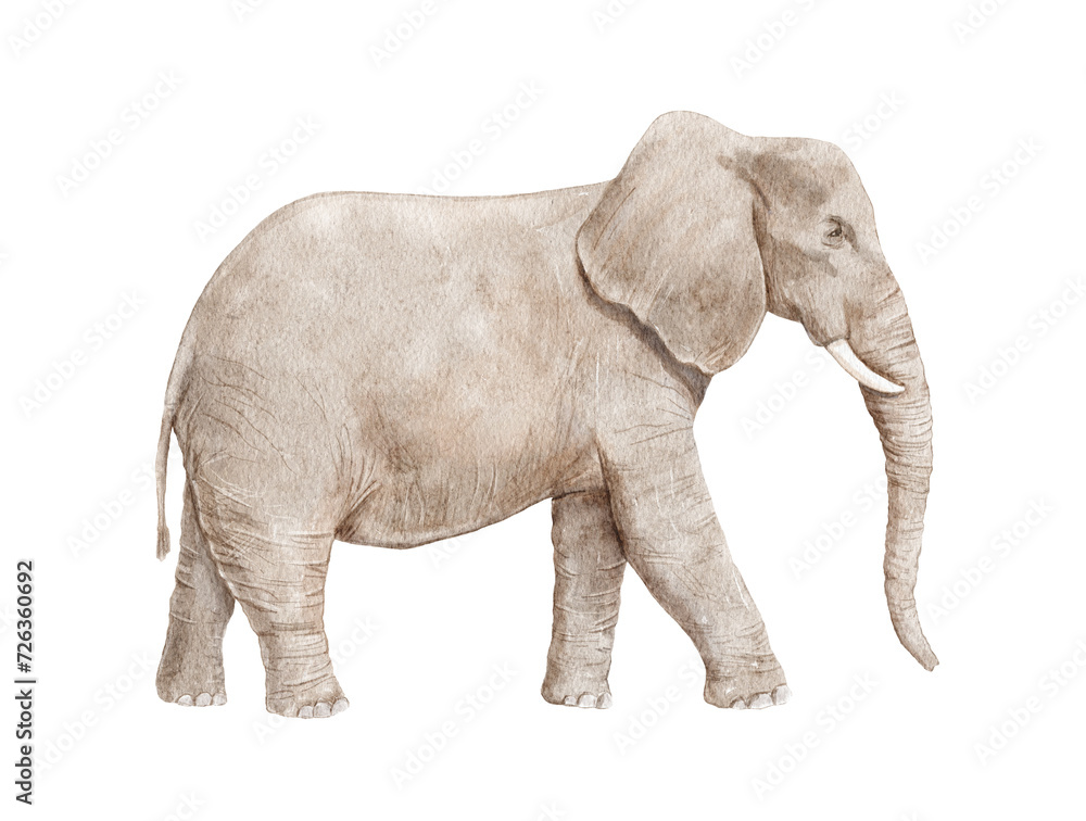 Watercolor realistic elephant, side view, isolated on white background ...