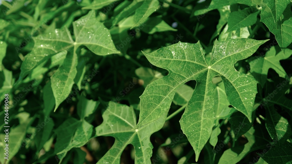 Cnidoscolus aconitifolius, commonly known as chaya, tree spinach, or ...