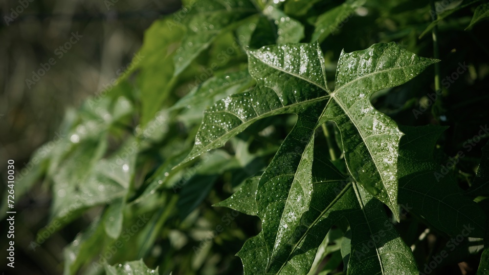 Cnidoscolus aconitifolius, commonly known as chaya, tree spinach, or ...