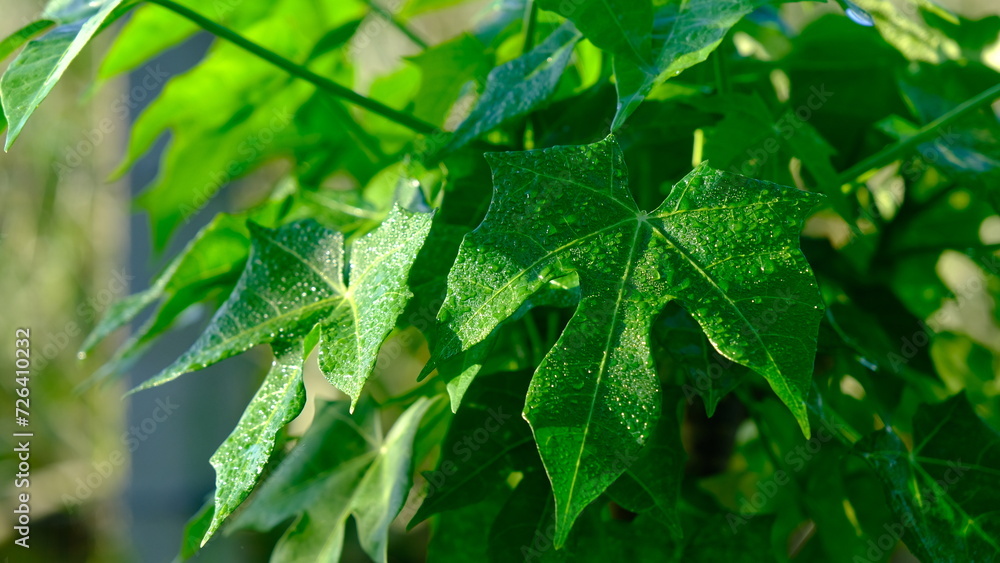 Cnidoscolus aconitifolius, commonly known as chaya, tree spinach, or ...