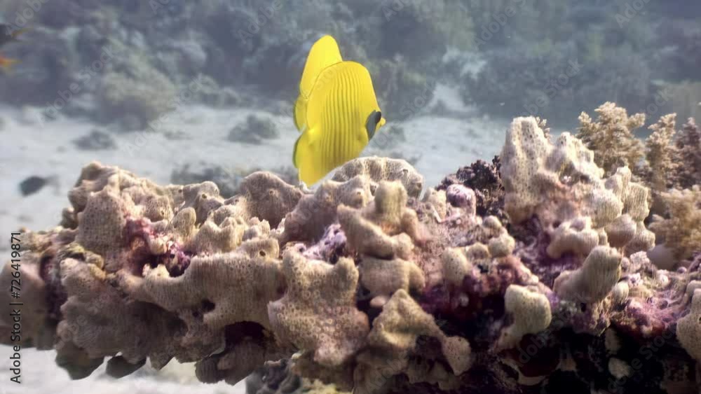 Bluecheek Butterflyfish on underwater coral reef in Red Sea. These fish ...