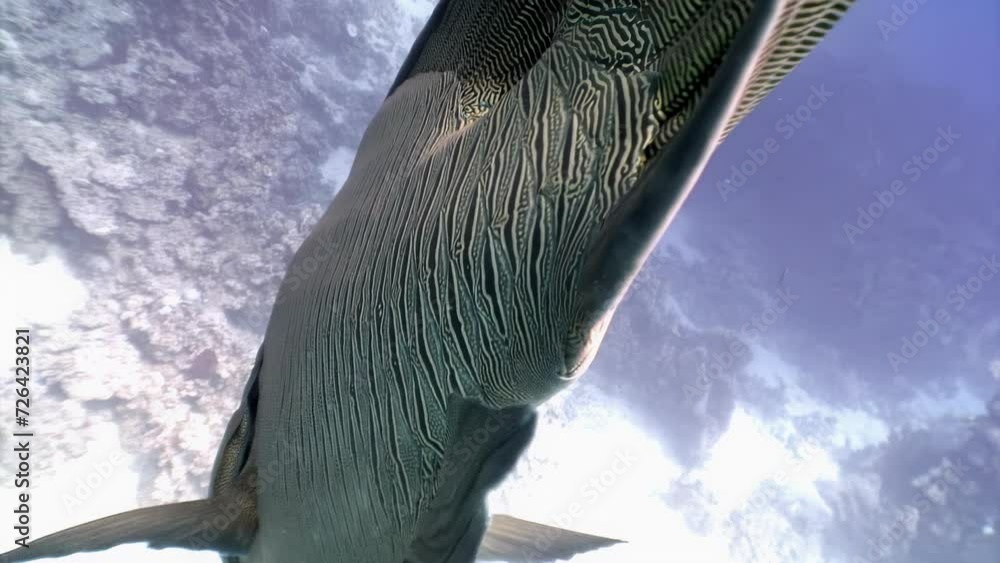 Napoleon fish, Cheilinus undulatus, mesmerizes in underwater world ...