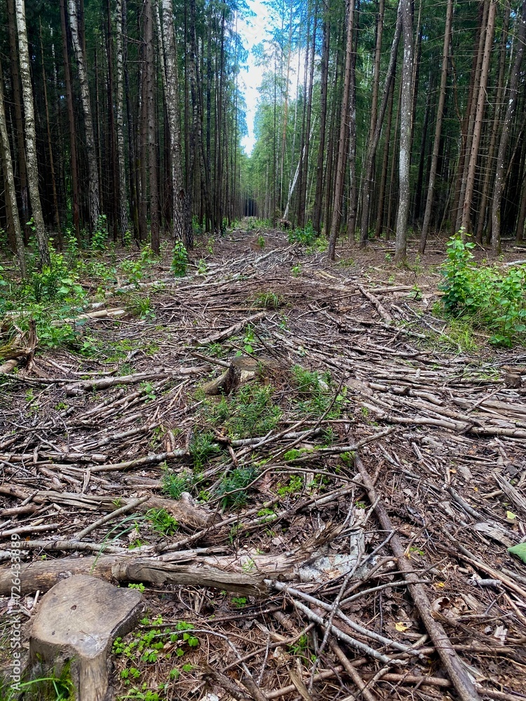 cut down forest. forest industry. stumps and branches lying on the ...