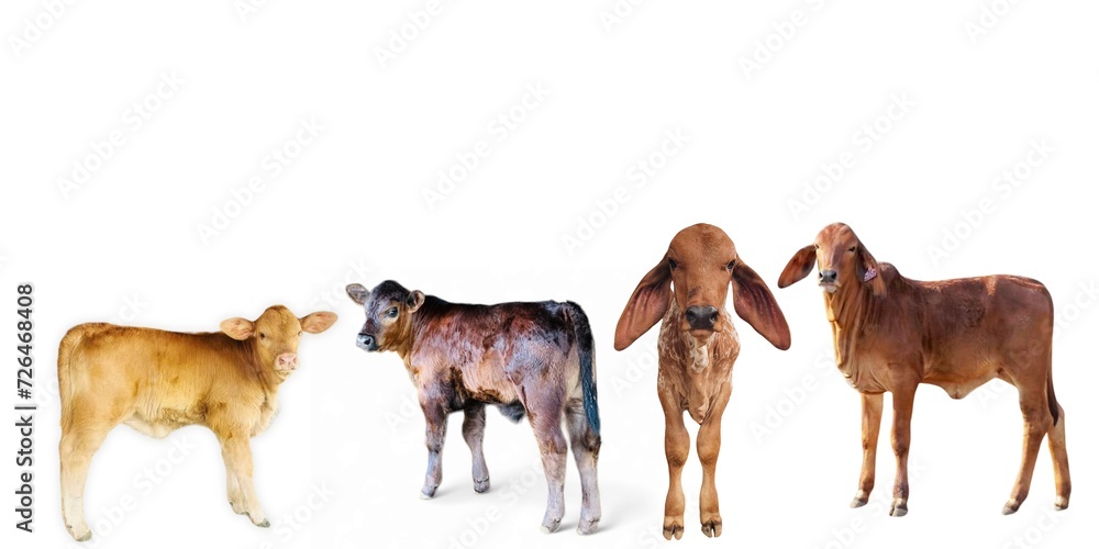 Four Brahman cattle of different sizes and ages standing on a white ...