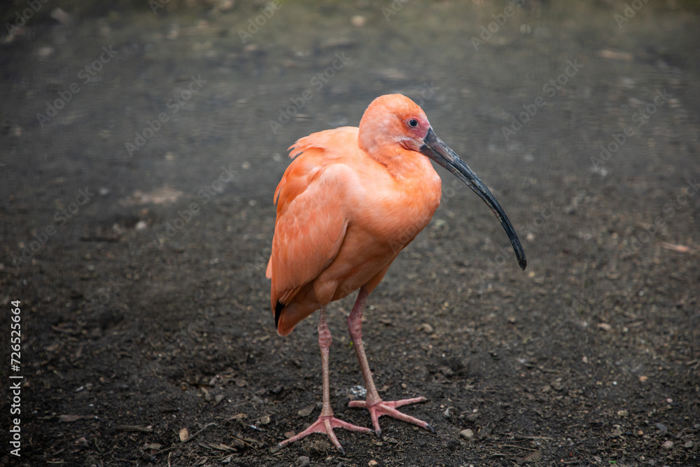 Scarlet Ibis. Red ibis bird. Eudocimus ruber. Bird family ...