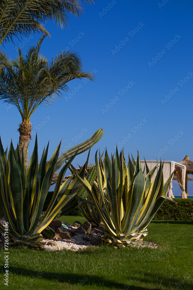 Large agave plant in an exotic park with a trimmed lawn against a ...
