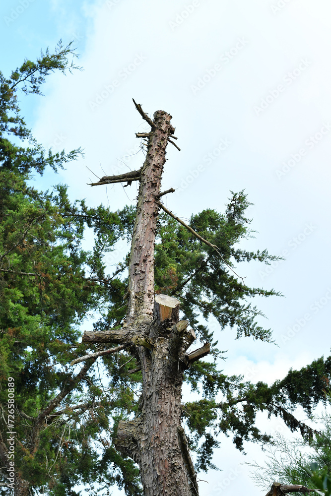 Árbol marchito, concepto de deforestación, cuidado del medio ambiente y ...